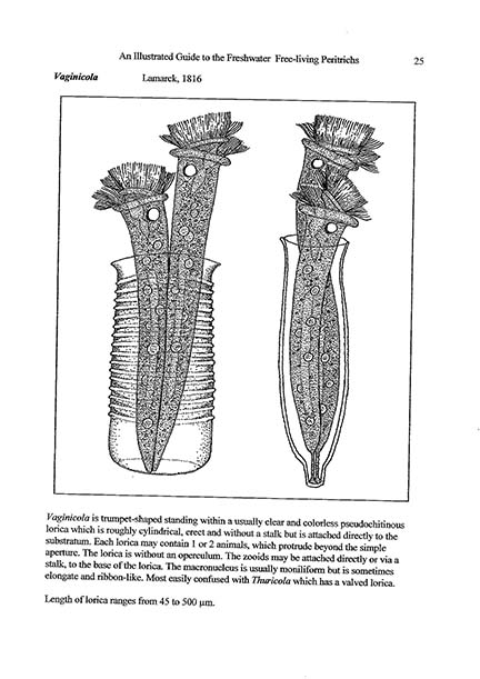 An Illustrated Guide to the Freshwater Free-living Peritrichs